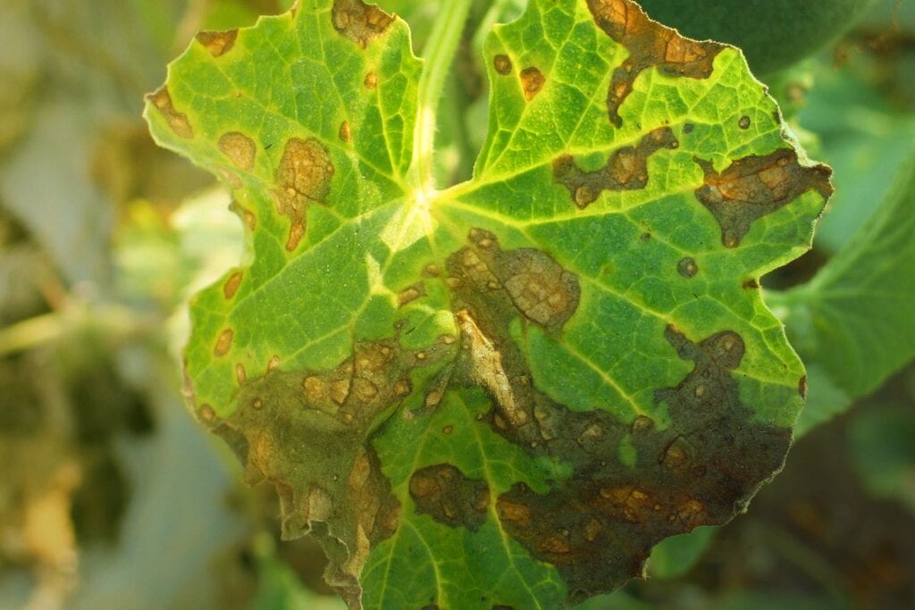 Fighting Phoma Blight In Plants - How To Stop Phoma Blight Attack