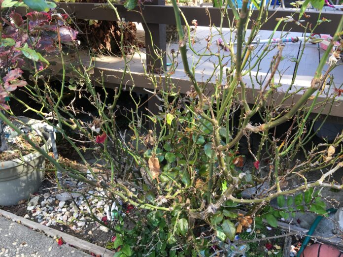 What is plant defoliation image - Garden, Sport & Outdoor Tools