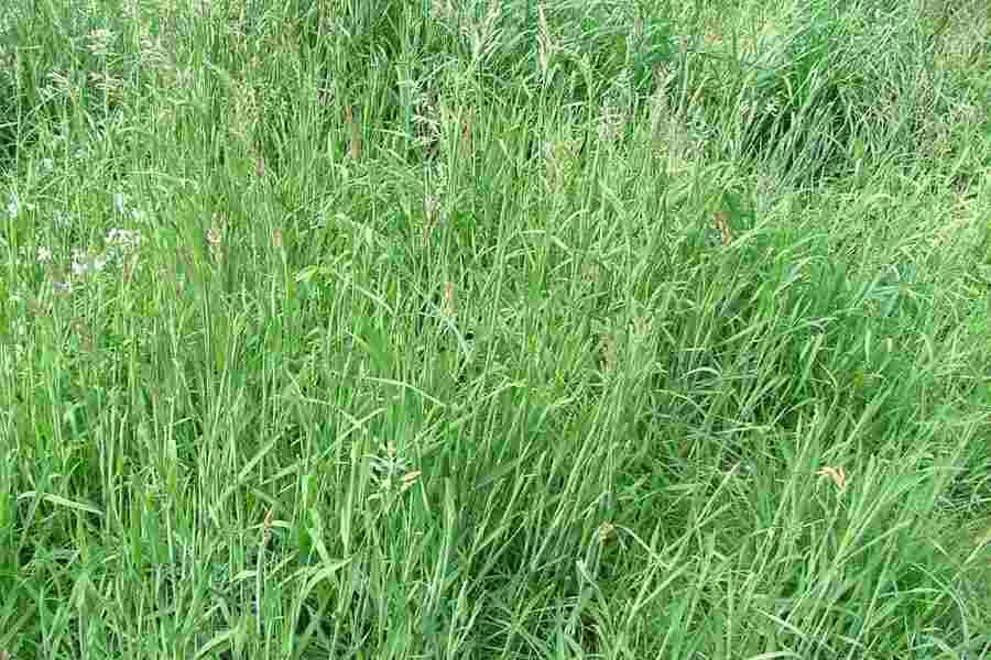 how to get rid of velvet grass in your lawn - Garden, Sport & Outdoor Tools