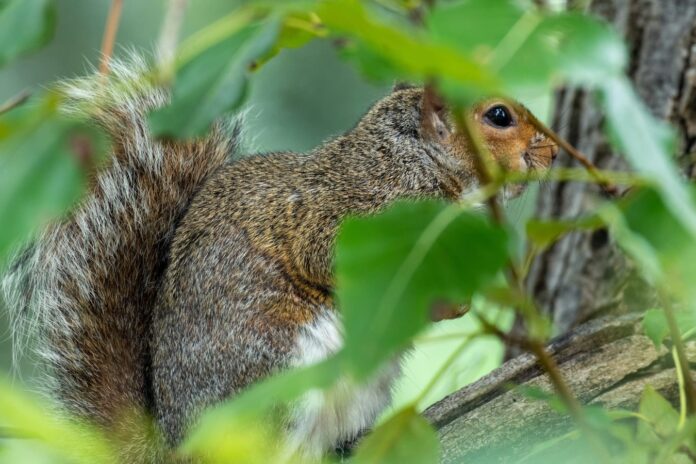 How To Protect Your Trees From Rodents - Interesting Read