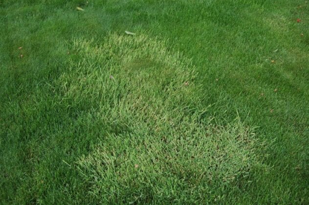 How To Get Rid Of Velvet Grass In Your Lawn - Weed Control