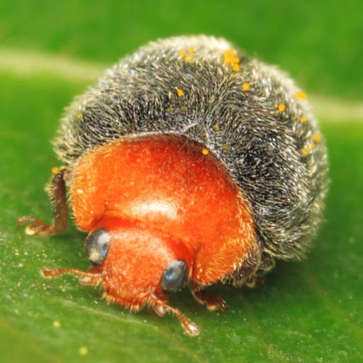 all about mealybugs destroyer image - Garden, Sport & Outdoor Tools