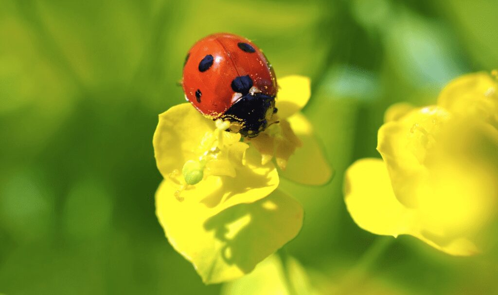 How To Identify Bugs In The Garden - Interesting Read