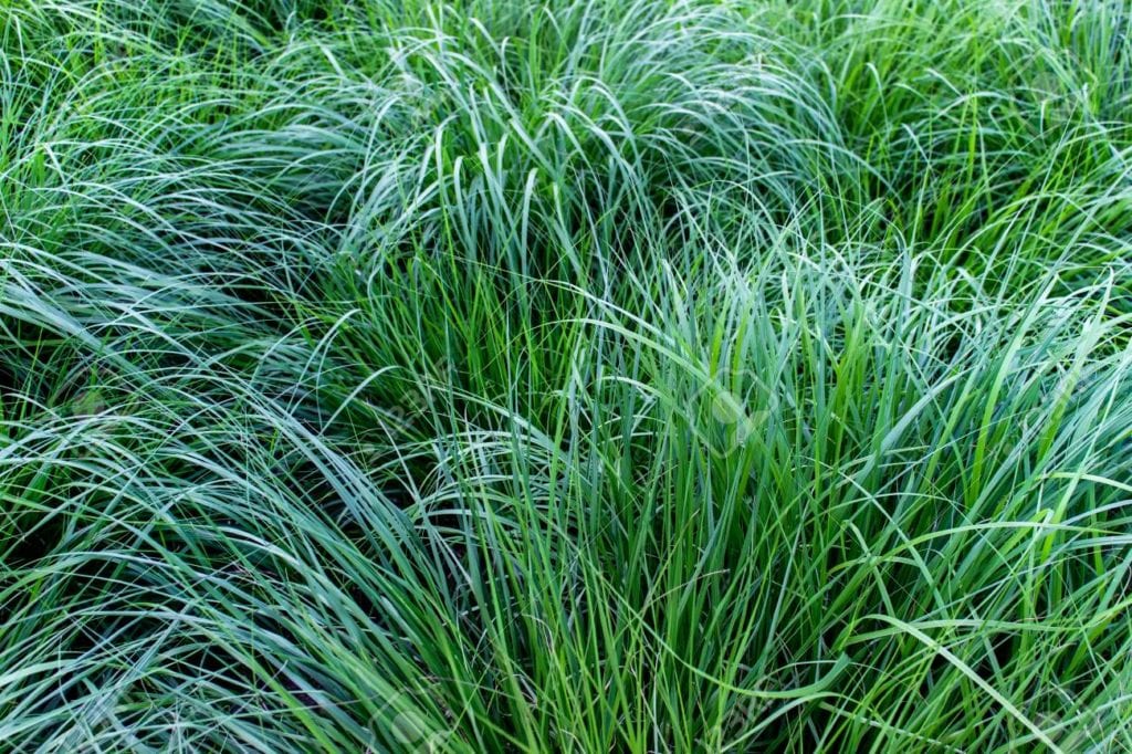 How To Kill Invasive Ornamental Grasses - Ornamental Grass Control