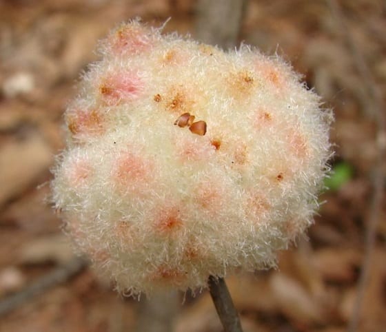 wool sower galls and how to deal with them image - Garden, Sport ...