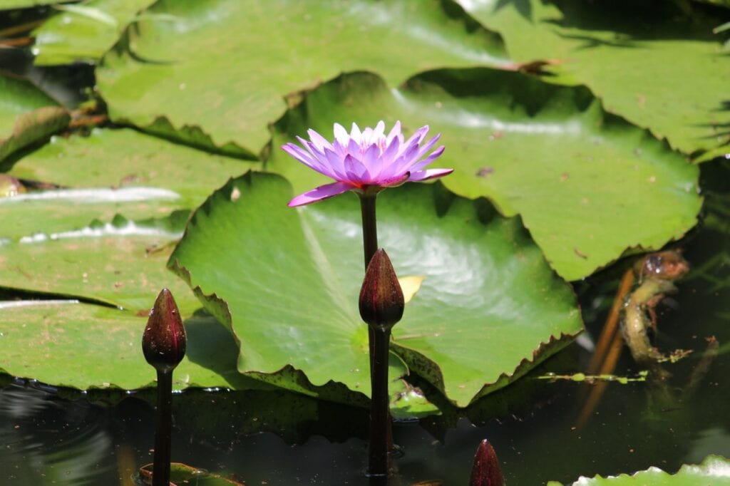 7 Types of Lake Weeds and How to Control Them - 2025 Guide - Garden ...