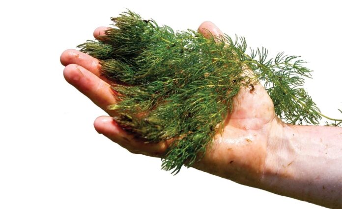 7 Types of Lake Weeds and How to Control Them - 2025 Guide - Garden ...