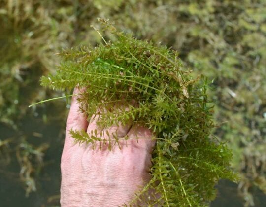 7 Types of Lake Weeds and How to Control Them - 2025 Guide - Garden ...